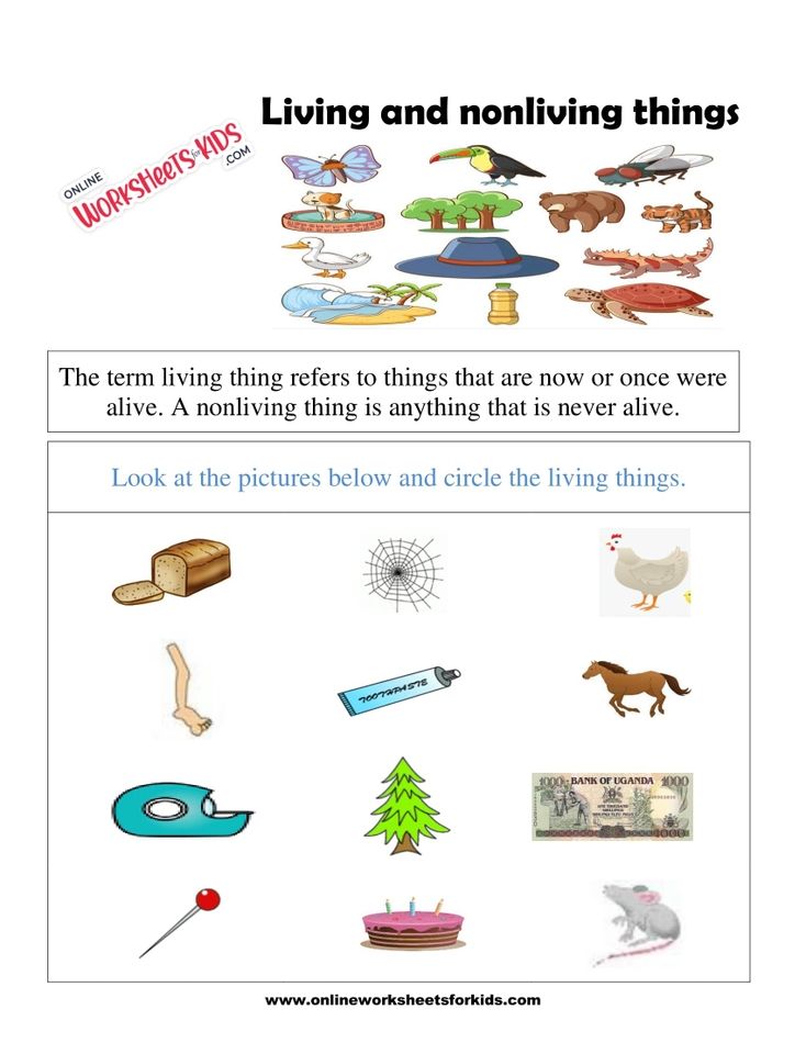Learn Grade 3 Science Living And Non Living Things 1000+ Images About