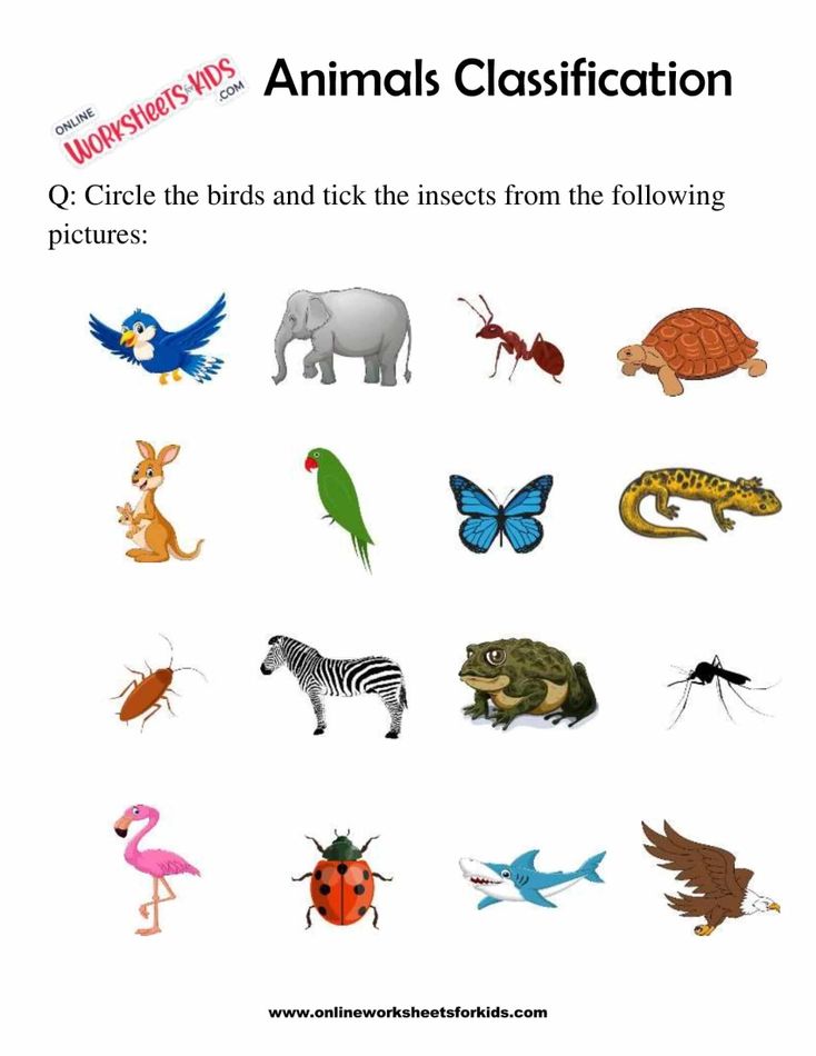 Animal Classification Worksheet Kindergarten Hobbies Vocabulary