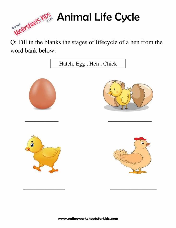 Animal Life Cycle Worksheets For 1st Grade 6