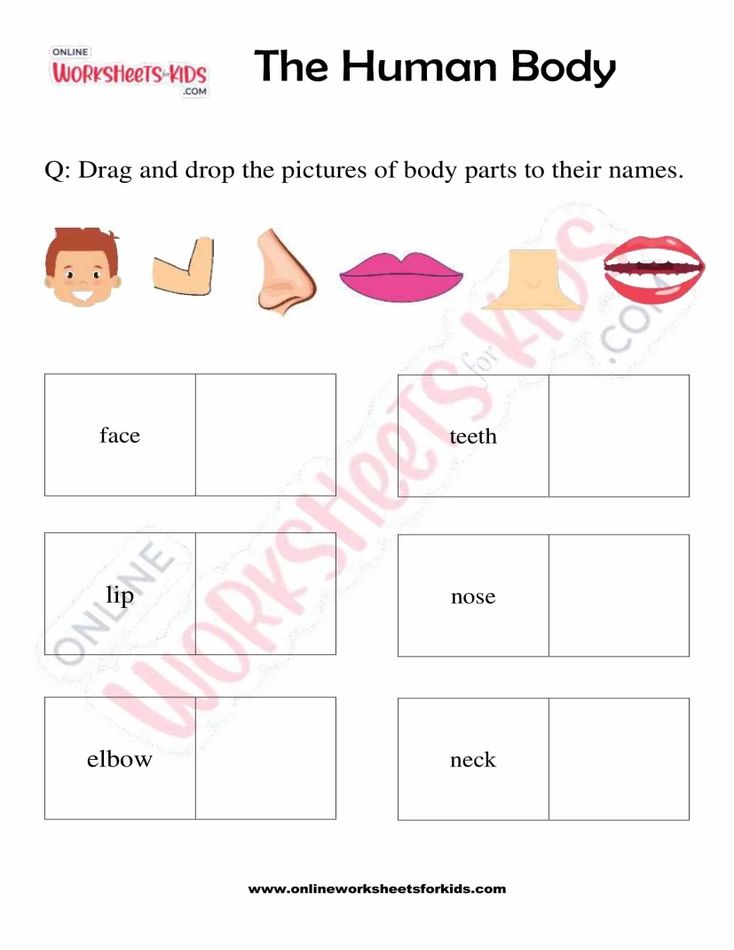 Parts Of The Body Interactive Worksheet Parts Of Body | Interactive
