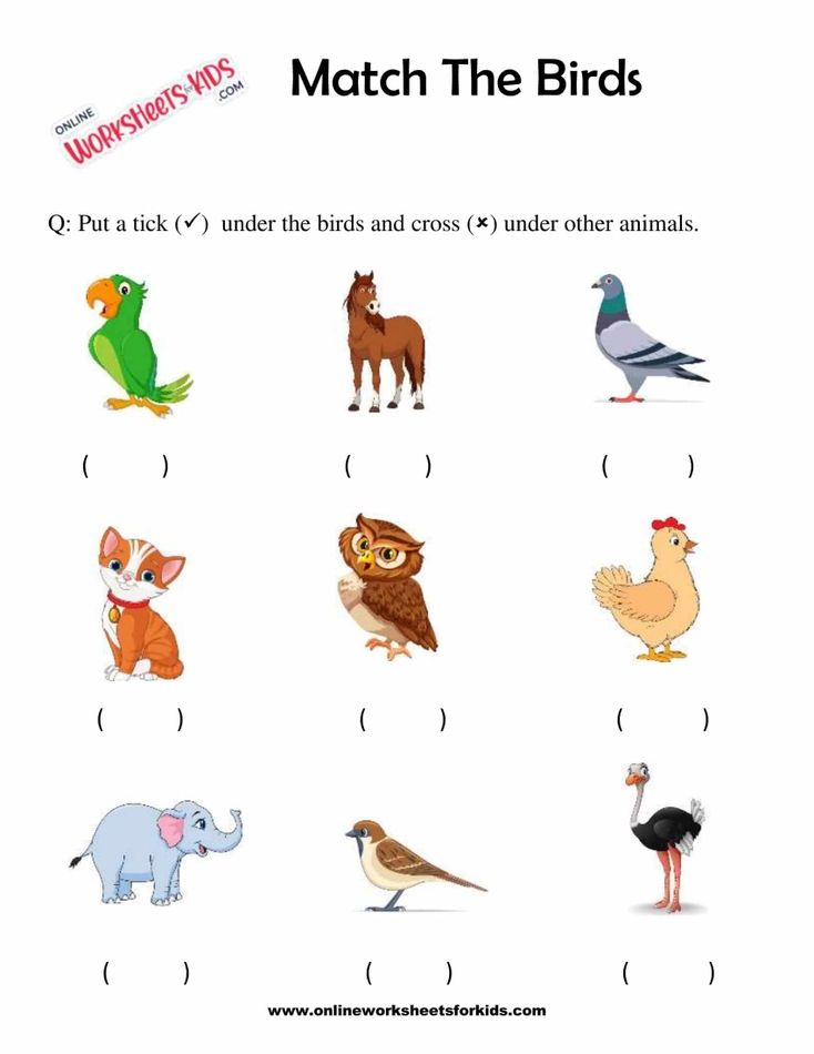 Identify Birds 4
