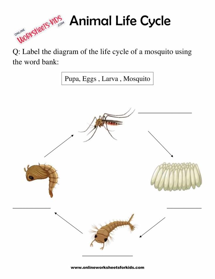 Animal Life Cycle Worksheets For 1st Grade 4