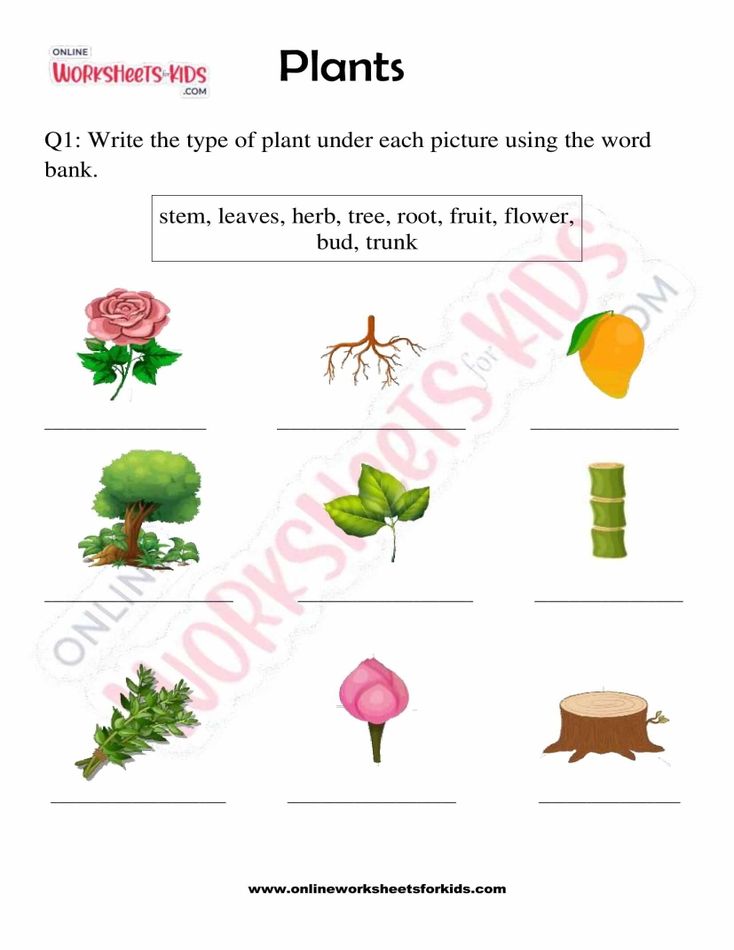 2nd Grade Science Worksheets On Plants Seed Worksheet