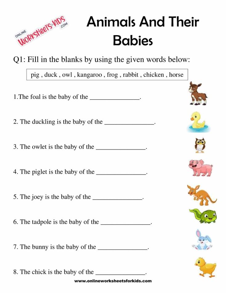 Animal Babies Worksheet