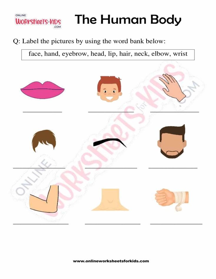 Human Body Part Interactive Worksheet